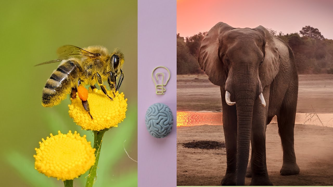 "Unveiling the Secrets of Animal Intelligence: More Than Just Animals ...