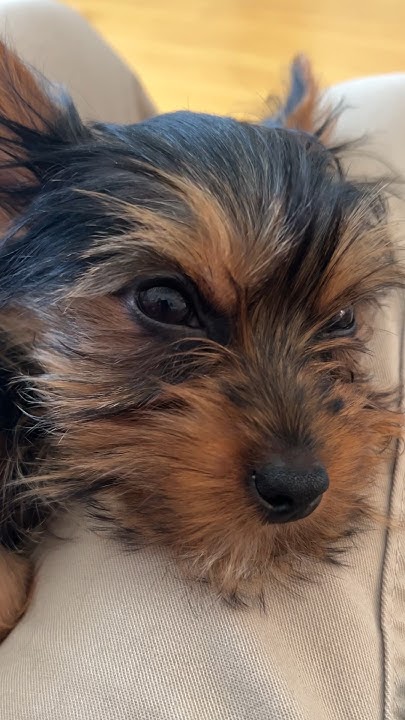 Pure love… - YouTube