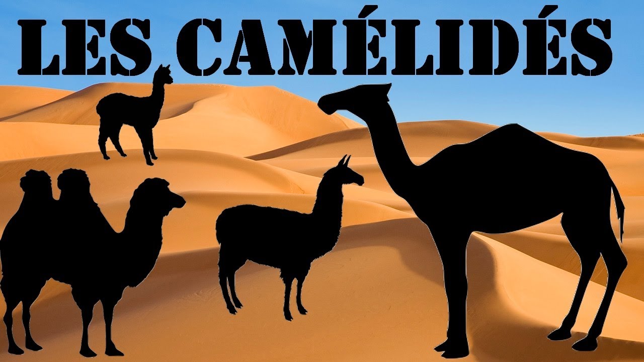 Mieux comprendre les CAMÉLIDÉS (lama, chameau, dromadaire...) - YouTube