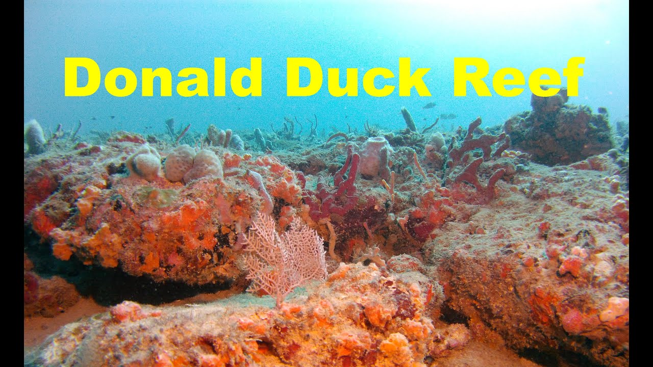Donald Duck Reef in Jupiter FL - YouTube