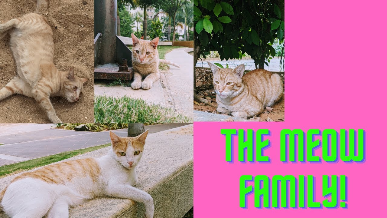 Welcome to The Meow Family! - YouTube
