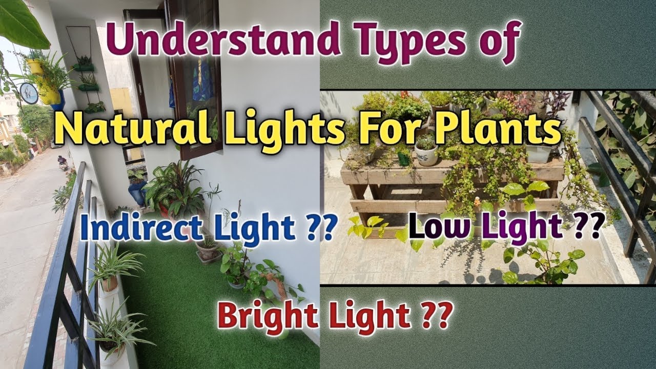 Understand Types of Natural Lights for Plants:-Direct light, Indirect ...
