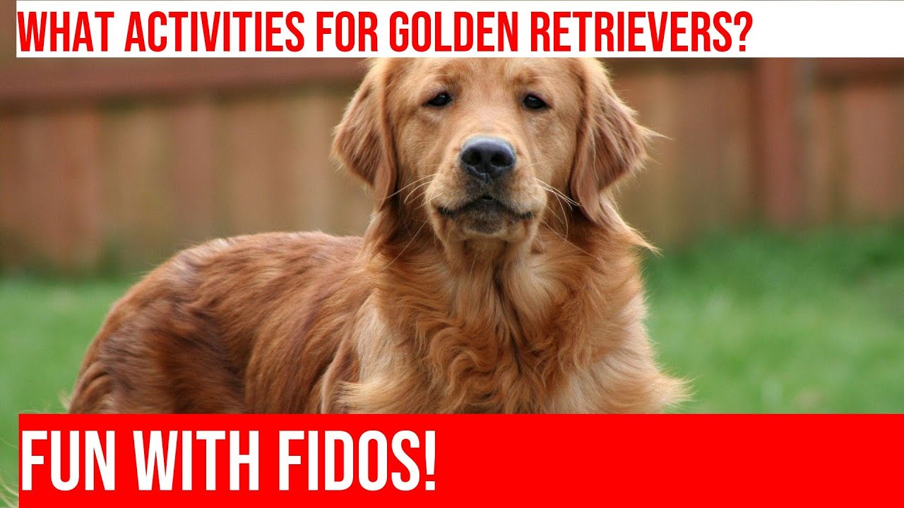 Indoor Games for Golden Retrievers: Fun Activities for Rainy Days ...