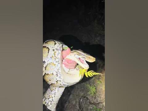 looking for a 20 foot Burmese python #animals#snake#wildlife# ...