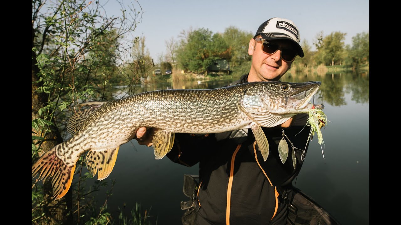 Savage Gear Da Bush spinnerbait pike - strike - YouTube