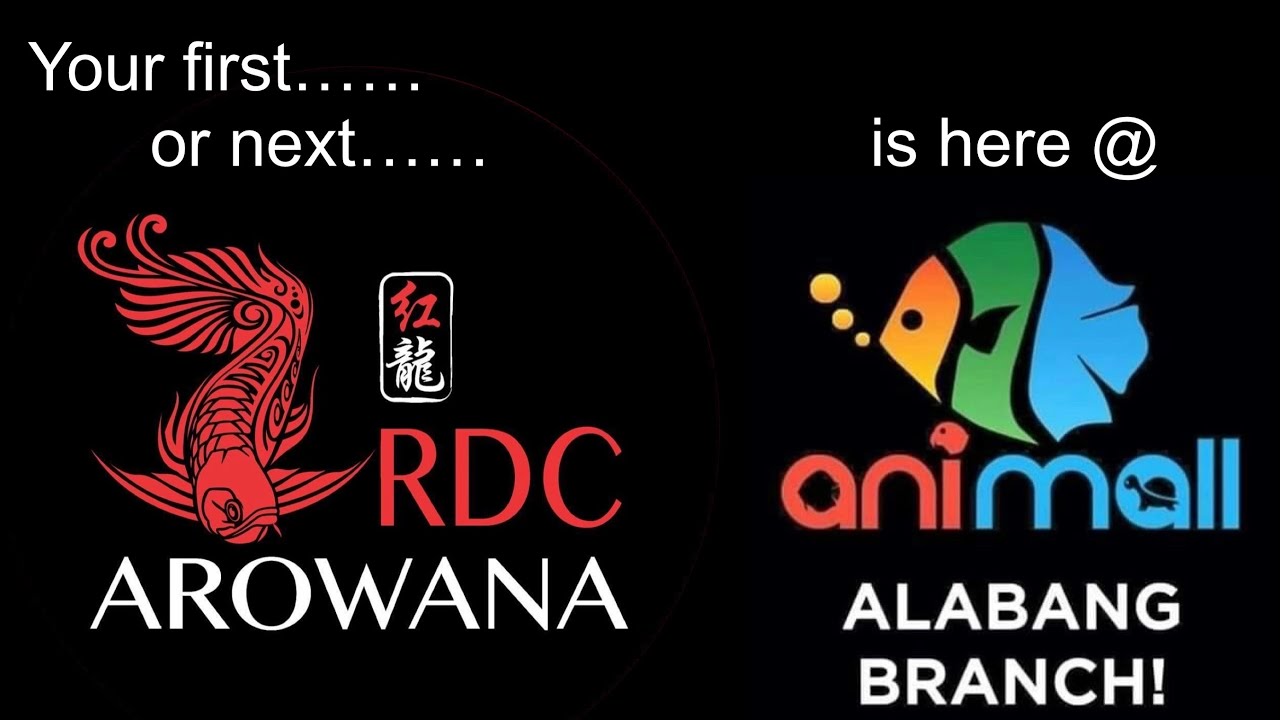 Super Red RDC Arowanas at Animall Alabang - YouTube