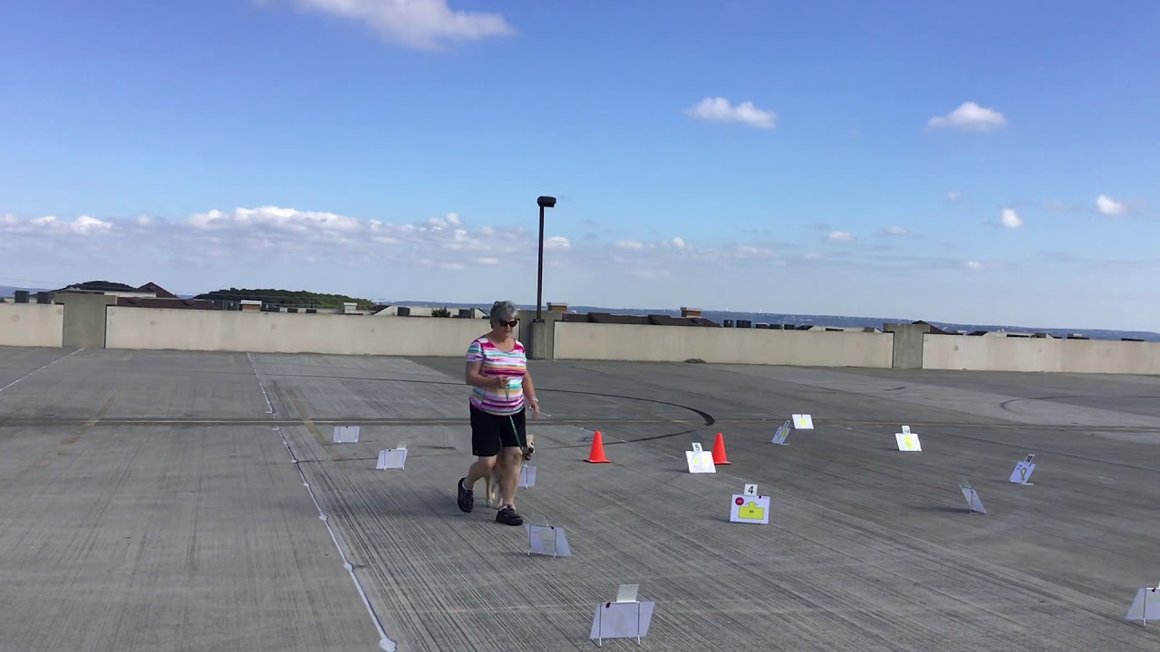 AKC RNV3 Colt - 11/7/20 - YouTube