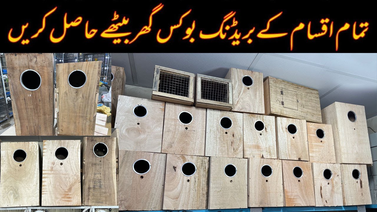 Birds Breeding Box For Parrots I Raw I Ringneck I Grey I Love Bird I ...