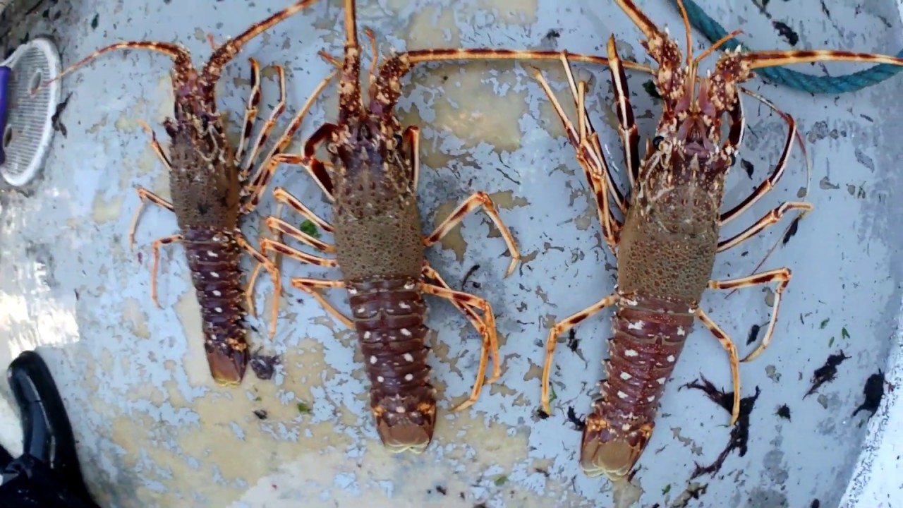 Space Debris, Trip out, Pots & Crawfish - Unused Footage - YouTube