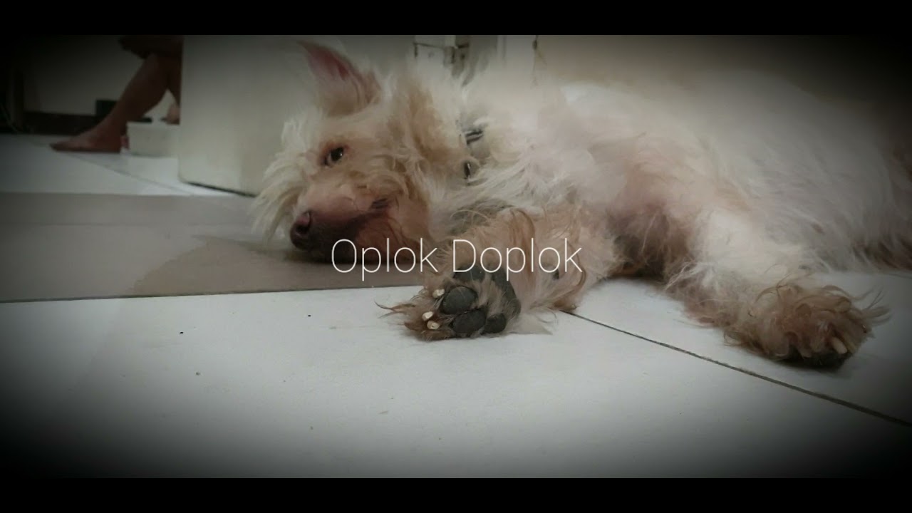 Oplok Doplok - YouTube