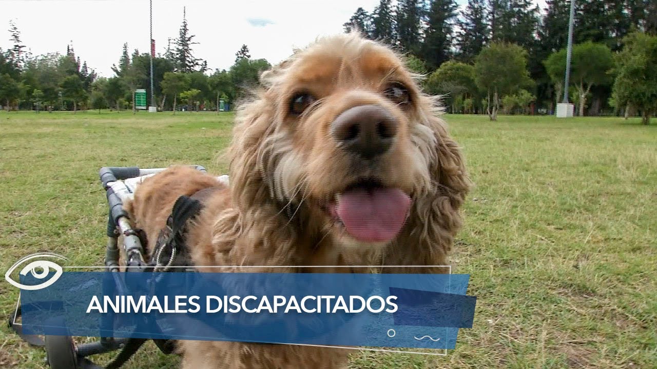 Animalitos con discapacidad - Día a Día - Teleamazonas - YouTube