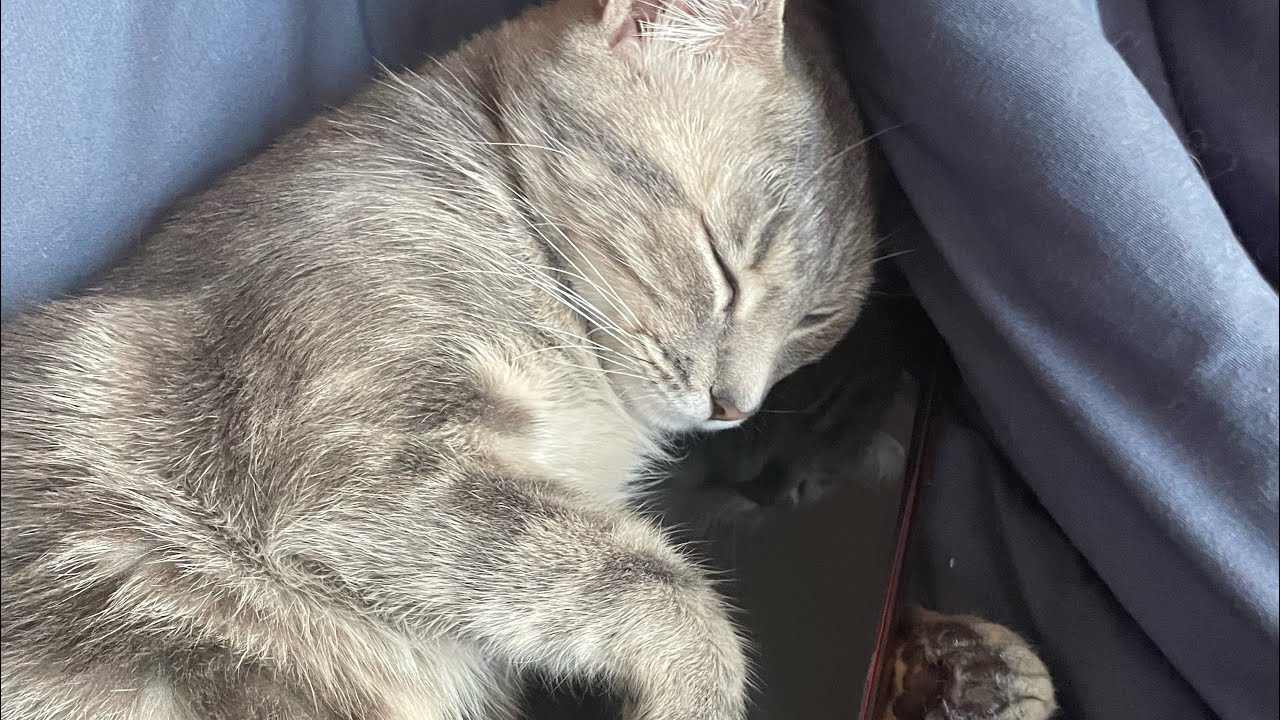 Sleepy cat therapeutic music for deep concentration ,work, study and ...