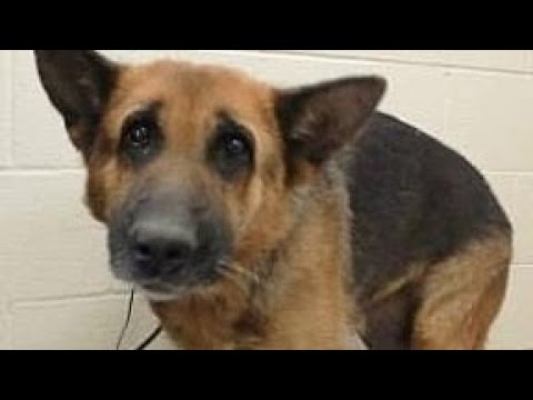 Why Protection dogs Fail #securitydog #workingdog #bitework # ...