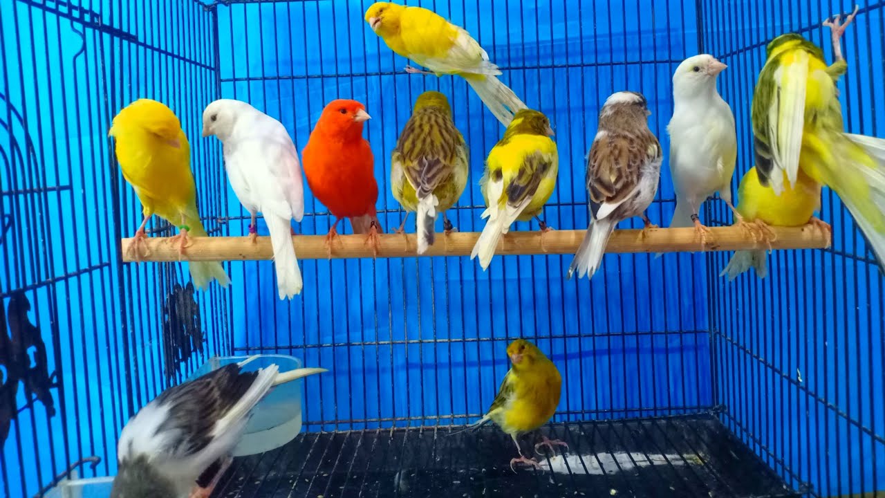 LELANG KENARI GACORAN LANGKA HARGA DIOBRAL - YouTube