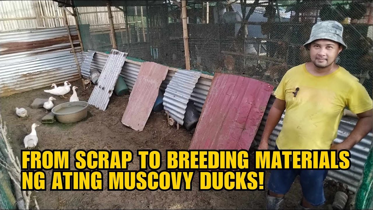 FROM SCRAP TO BREEDING MATERIALS NG ATING MUSCOVY DUCKS! - YouTube
