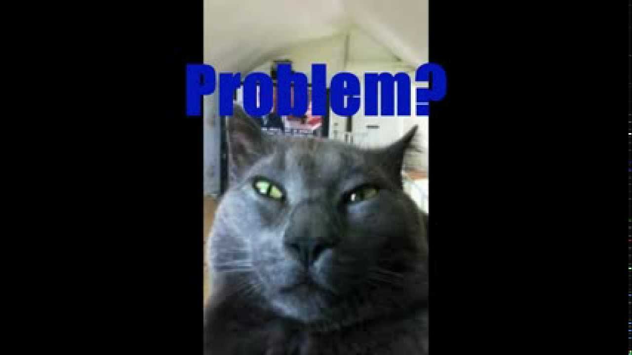 Problem? cute kitty - YouTube