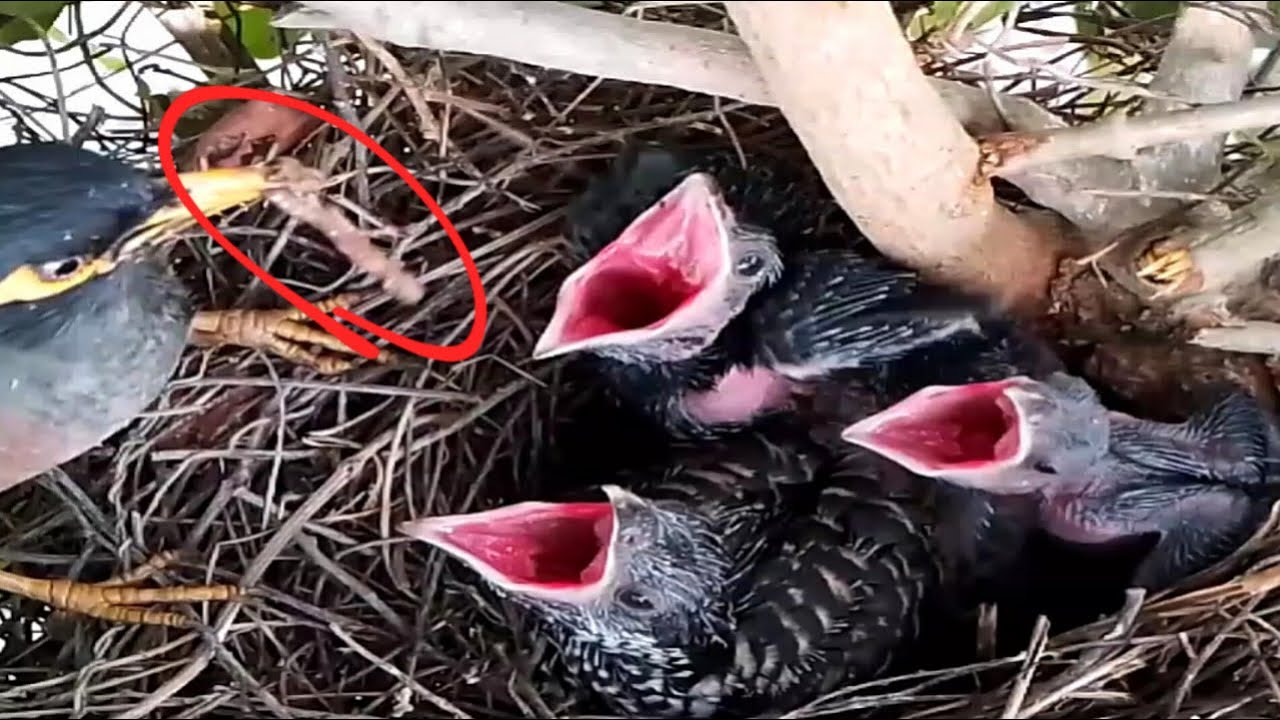 Common myna Birds bring food to feed their young at the nest - YouTube