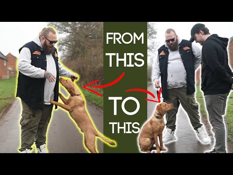 Teach Your Dog To Stop Jumping Up In 2 Simple Steps!