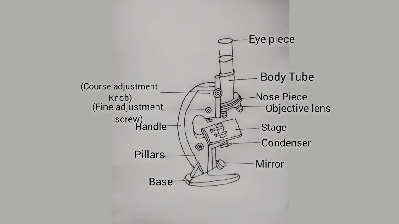 How to Draw Compound Microscope | Easy Biology Diagram for Students ...