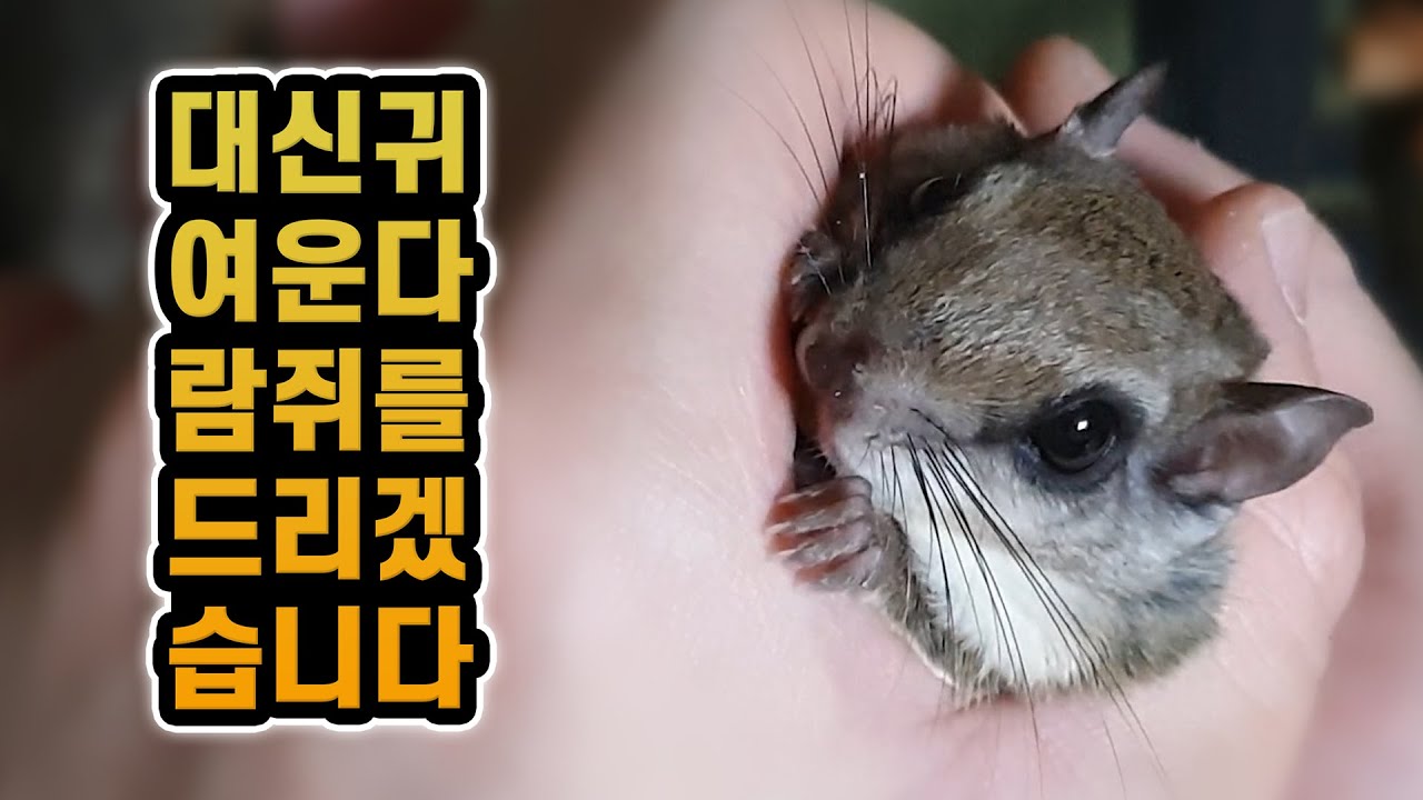 저는 하늘다람쥐 교육이 유튜브 업로드보다 중요합니다 Youtube