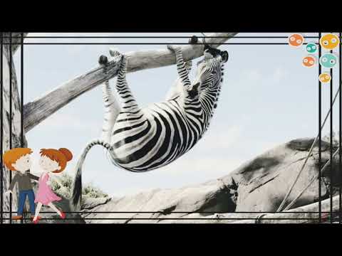 mating season of zebra's