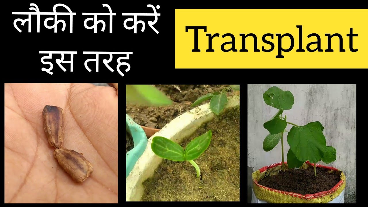 124:- Grow Bottle Gourd / Lauki / Loki / Dudhi from Seeds / लौकी / दूधी ...