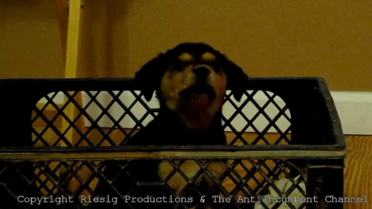 Best Dog Vine Compilation Episode 1 - YouTube