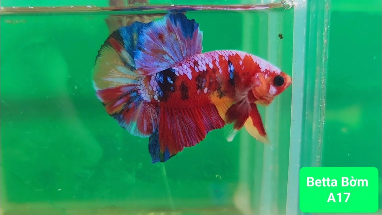 Betta Bờm : Nemo Multi Color Strong Body #nemo #nemogalaxy #nemocandy ...