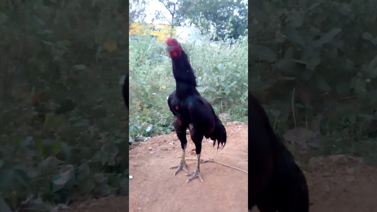 seval sale - YouTube