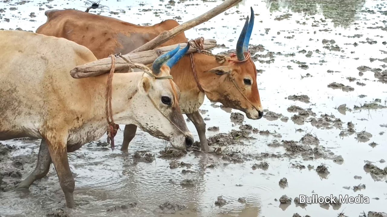 cow ploughing the field with cow cow ploughing video | cow video cow ...