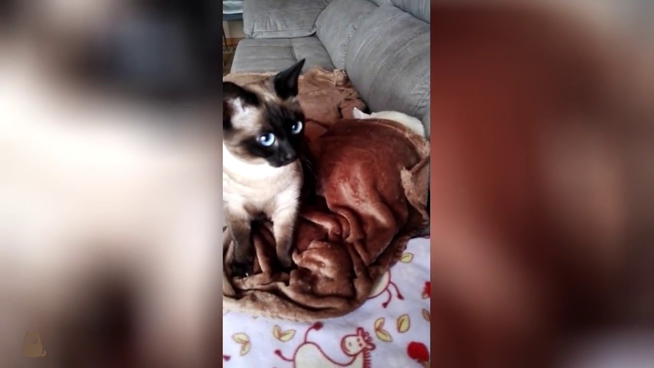 Gato SIAMES amasando una manta - YouTube