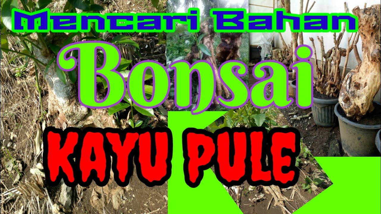 Mencari Bahan Bonsai Kayu Pule - YouTube