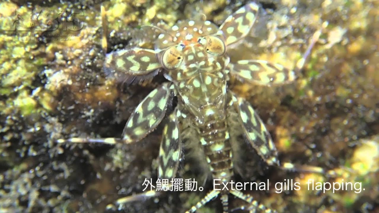 蜉蝣幼蟲 Mayfly larva (Order Ephemeroptera) - YouTube