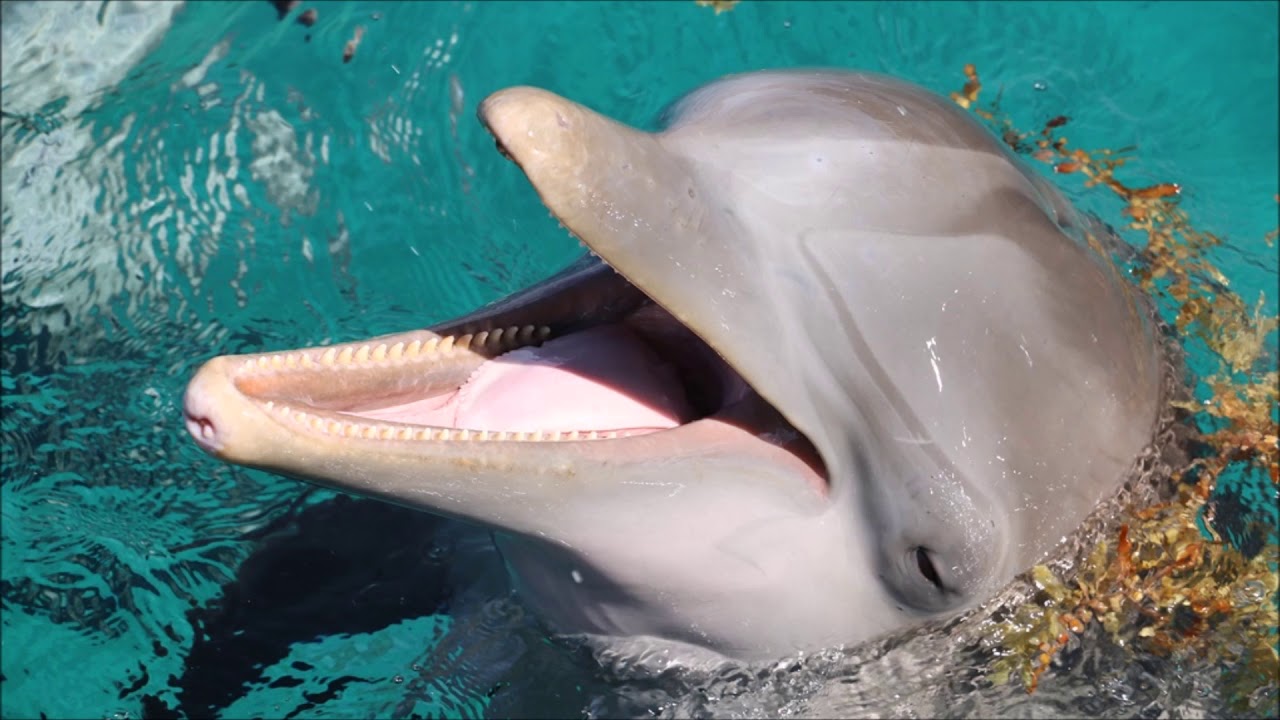 Dolphin Laugh Sound | Free Sound Effects | Animal Sounds - YouTube