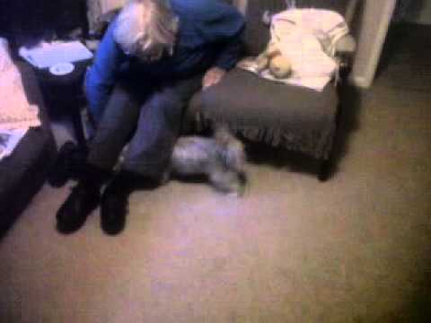 Dog dribbling ball - YouTube