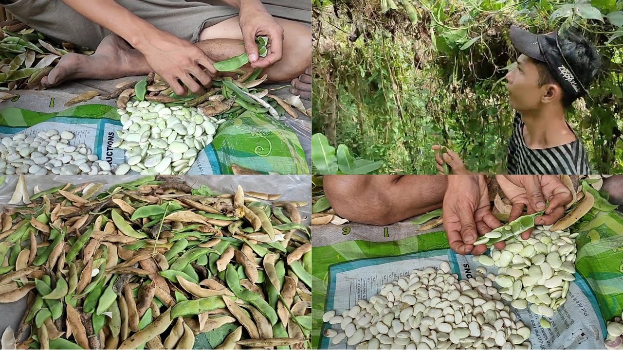 Harvesting Patani🌿 - YouTube