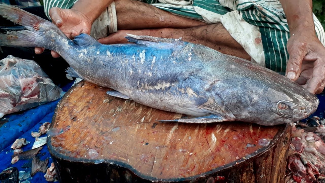 Amazing Big Size Catfish Cutting By Expart Cutter Man ll Catfish ...