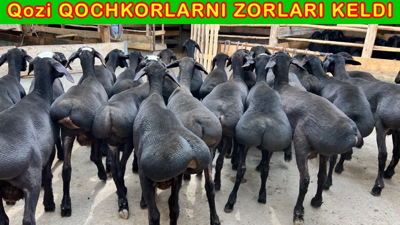 90-ta ARZON QOZILAR KELDI 45-kg oldi QOZI ☎️ 93-407-90-19 ☎️ 93-777-78 ...