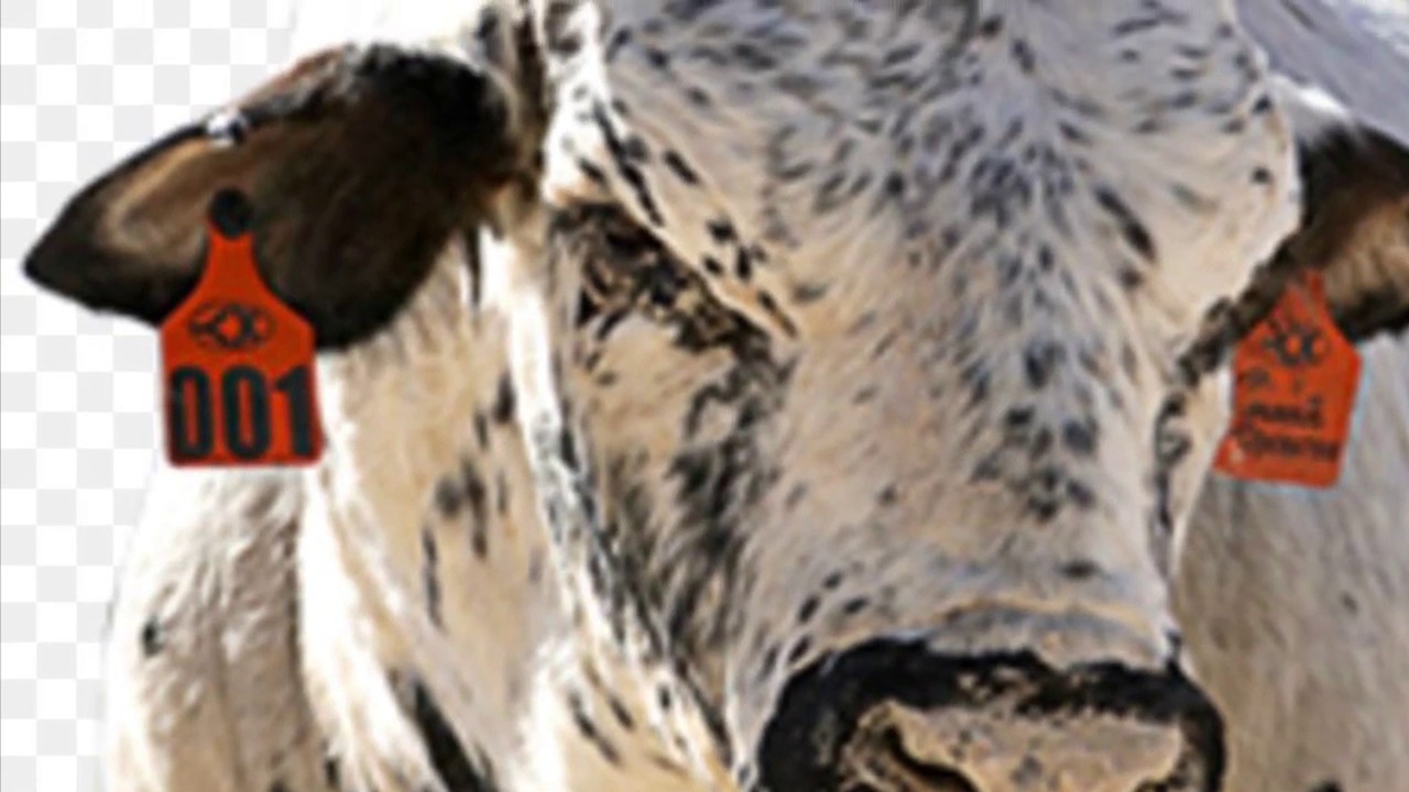2019 PBR World Champion Bull Smooth Operator Highlights - YouTube