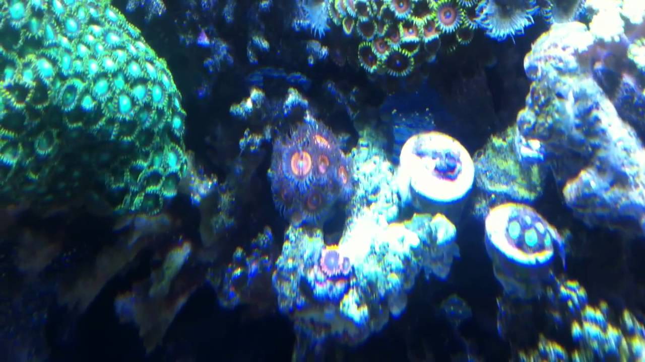 Coral armor of god - YouTube