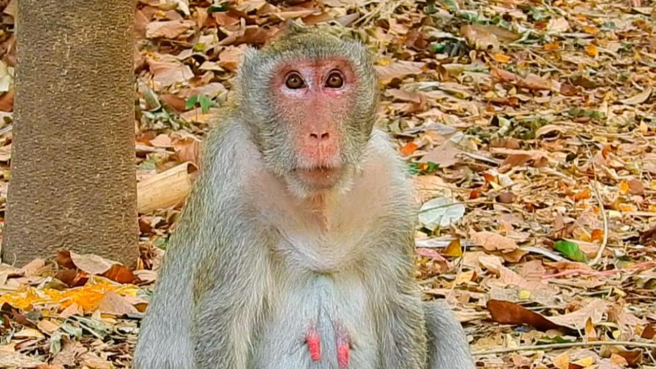 Other activities Jane monkey for normal living - YouTube