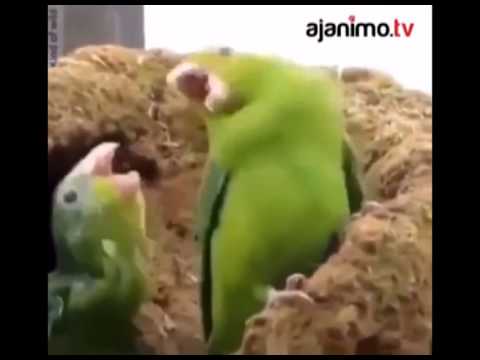 Kendini Müziğe Bırakan Papağan
