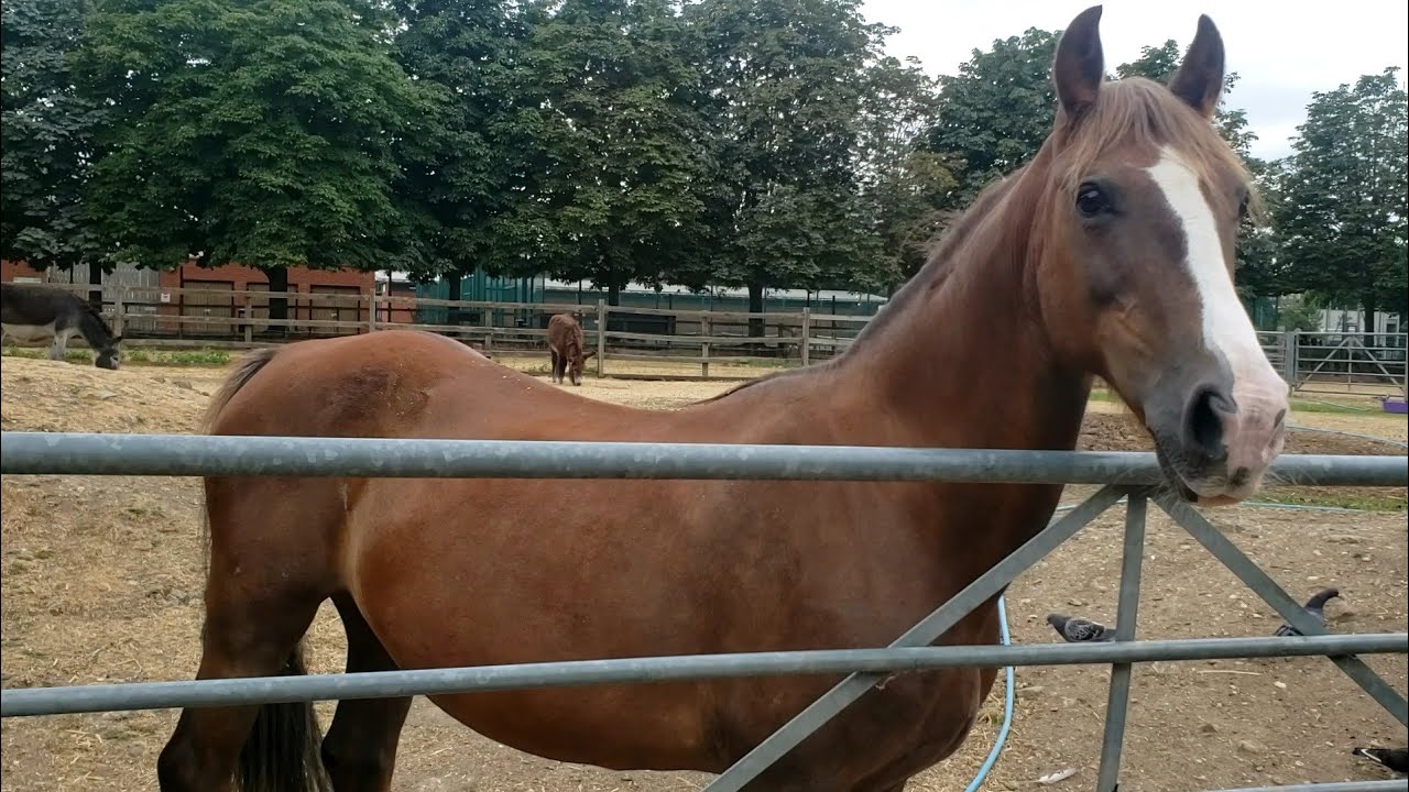 Big brolic horse is a sensitive soul - YouTube