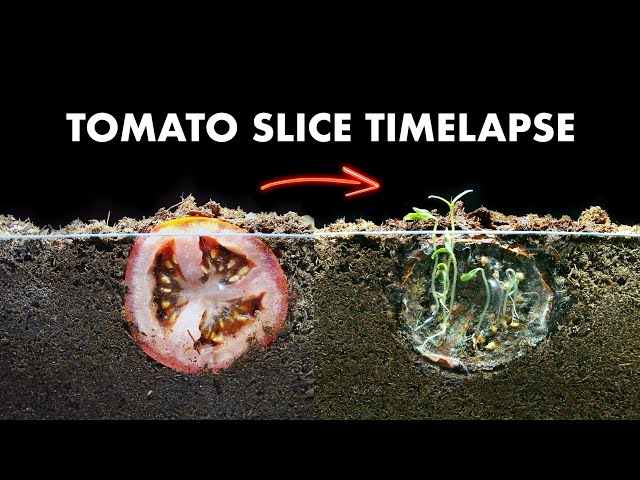 Time Lapse Starting Tomato Seeds