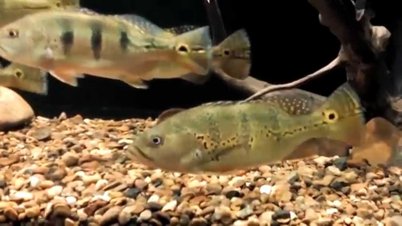 july 27, 2015 young wolf cichlids (parachromis dovii) and other tank ...