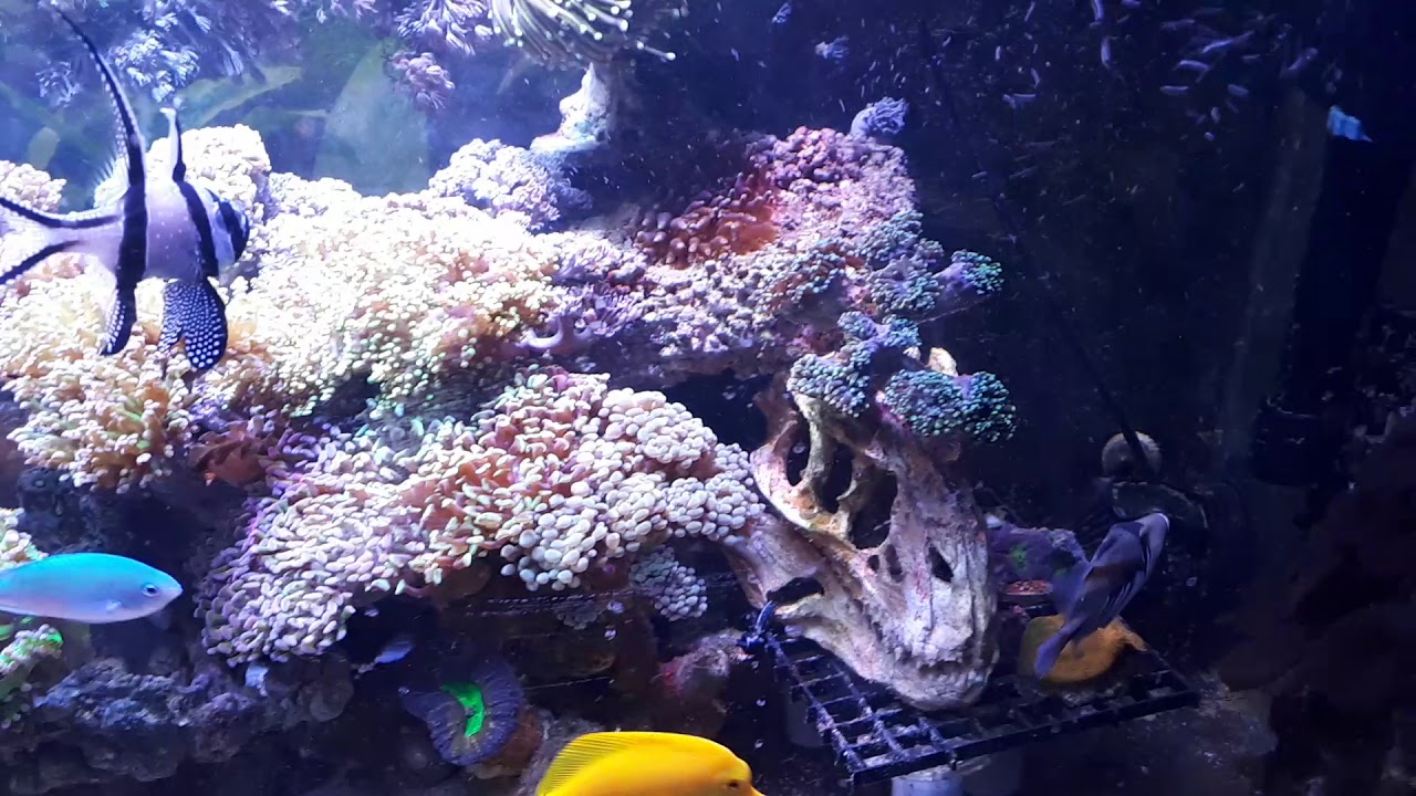 Picasso trigger fish in reef aquarium - YouTube