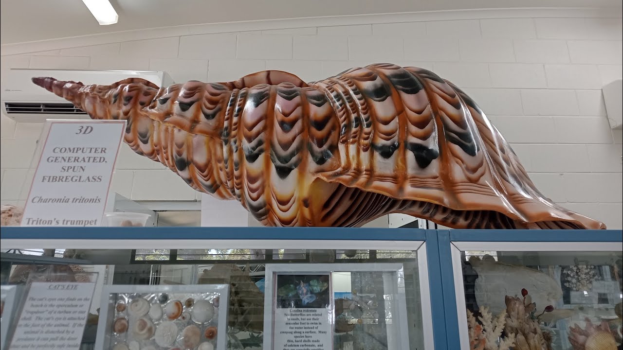 Shell World Yeppoon. #tourism #shell #video - YouTube