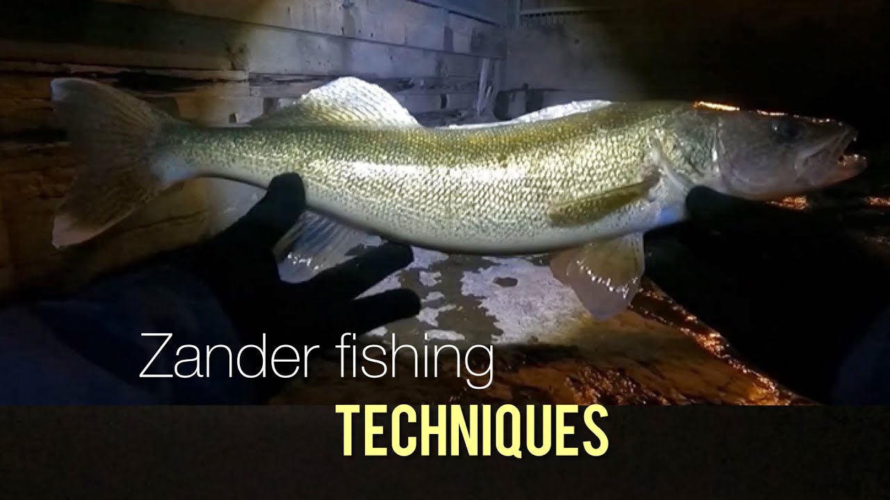 Zander fishing techniques - YouTube