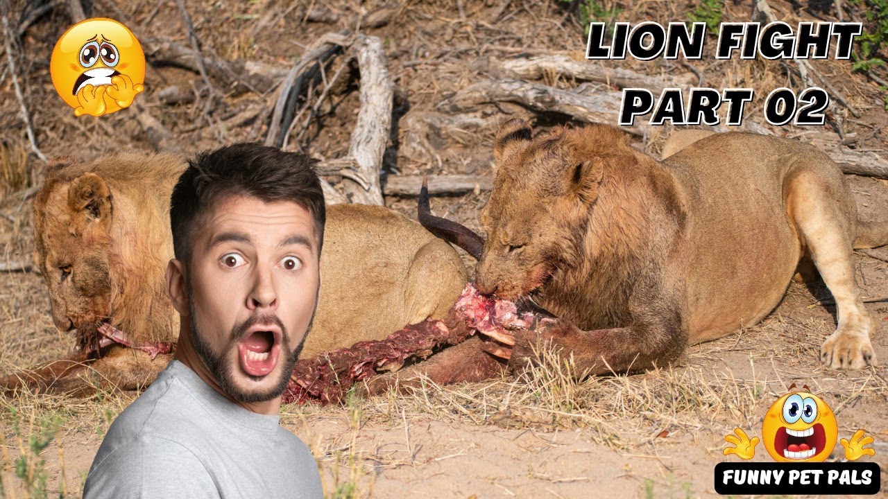 Lion fight for survival - Angry 😡lion's fury || Scary lion die ...