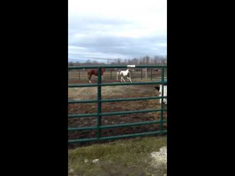 Horse Farts In Mid Air Wile Bucking